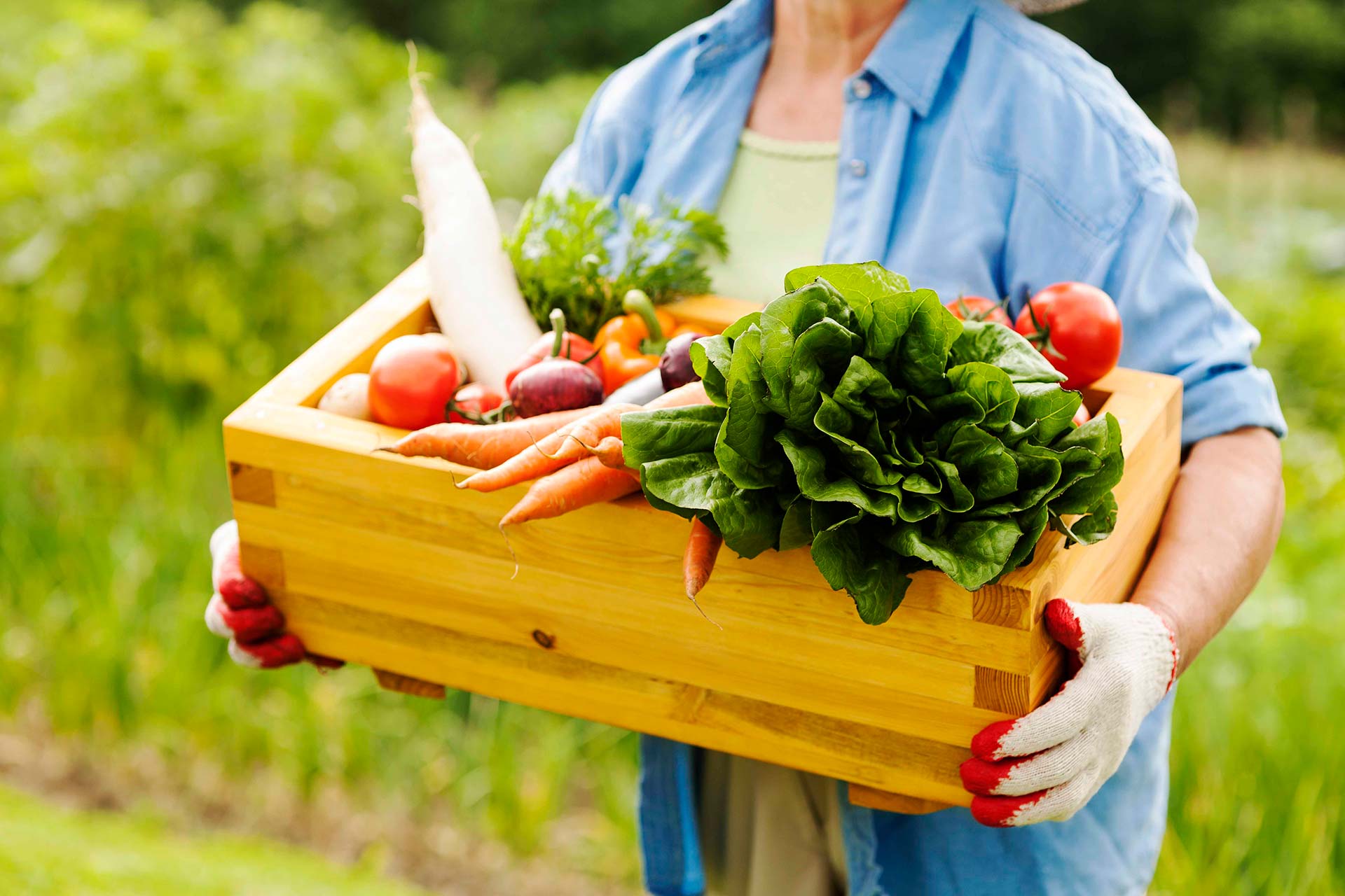 Organic Farming: Cultivating Sustainability